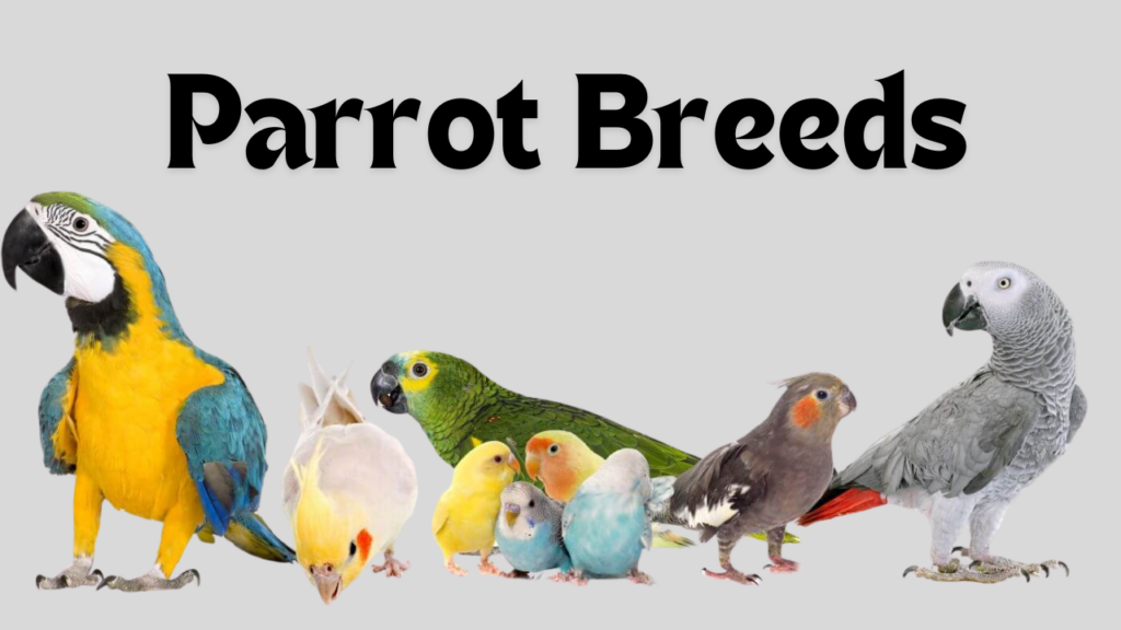 The Fascinating World of Parrot Beaks: Nature’s Perfect Tool - Colorful ...