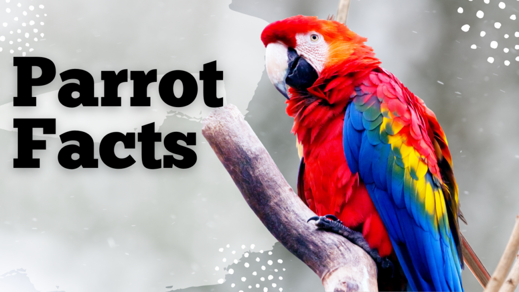 The Fascinating World of Parrot Beaks: Nature’s Perfect Tool - Colorful ...