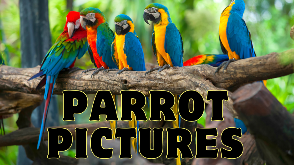 The Fascinating World of Parrot Beaks: Nature’s Perfect Tool - Colorful ...